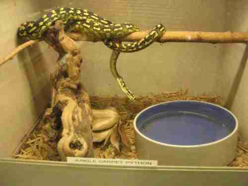 What To Do If You Find a Snake at Home! - Mosman Living