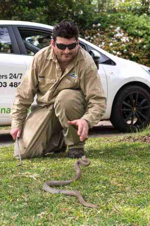 What To Do If You Find a Snake at Home! - Mosman Living
