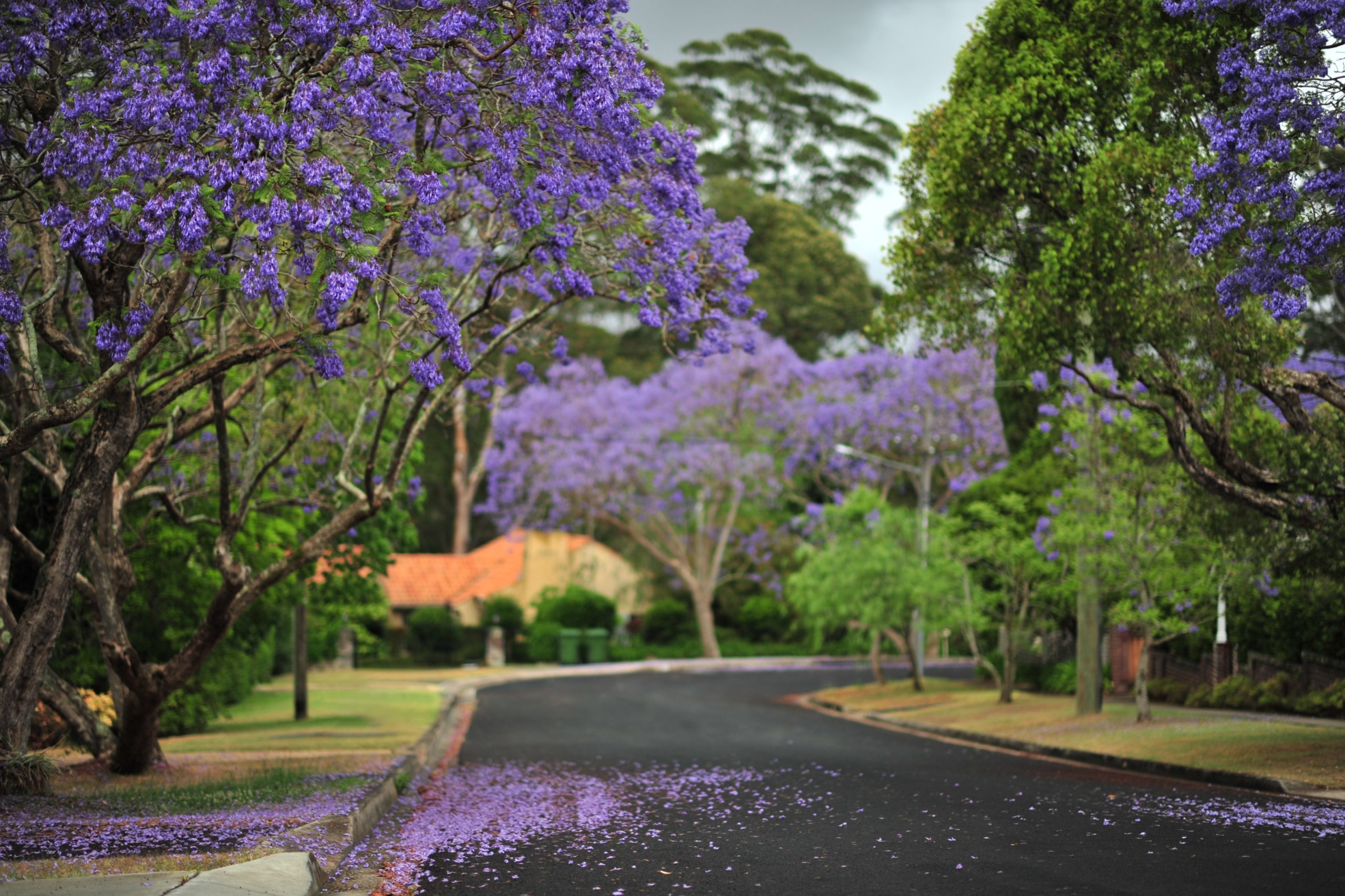 Local Tree Canopy Levels Causing Controversy - Ku-ring-gai Living