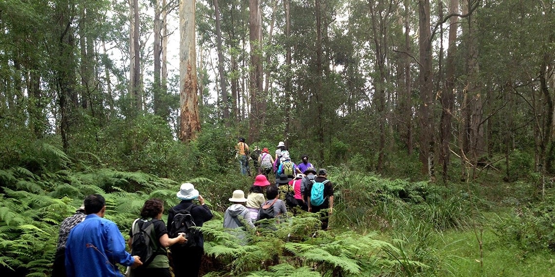 Sheldon Forest Walk - Ku-ring-gai Living