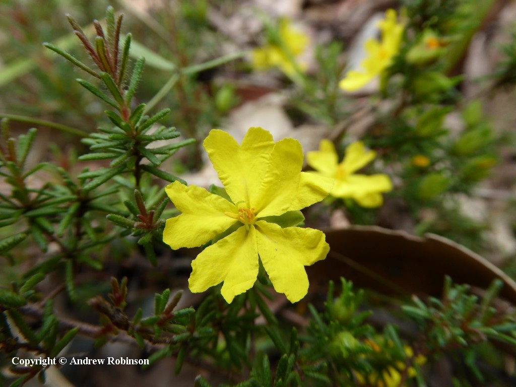 Ku-ring-gai Council Saves Local Plants from Extinction