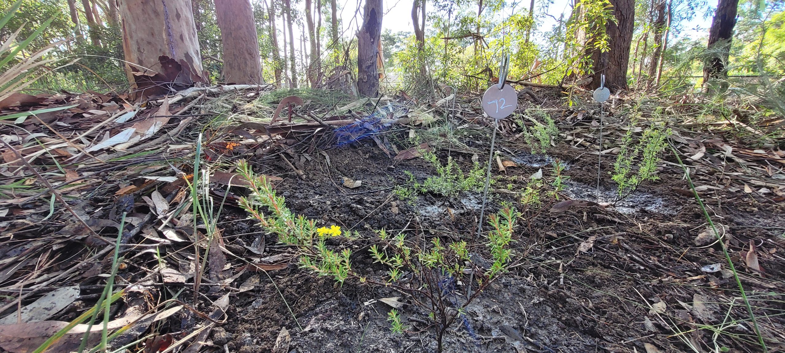 Ku-ring-gai Council Saves Local Plants from Extinction