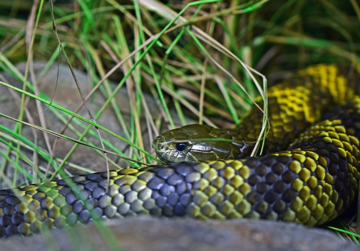 Rare Tiger Snakes Found in Ku-ring-gai (In The Middle Of Winter)!