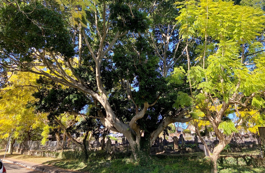 Gordon Now Has A Delightful Tree Trail - Ku-ring-gai Living