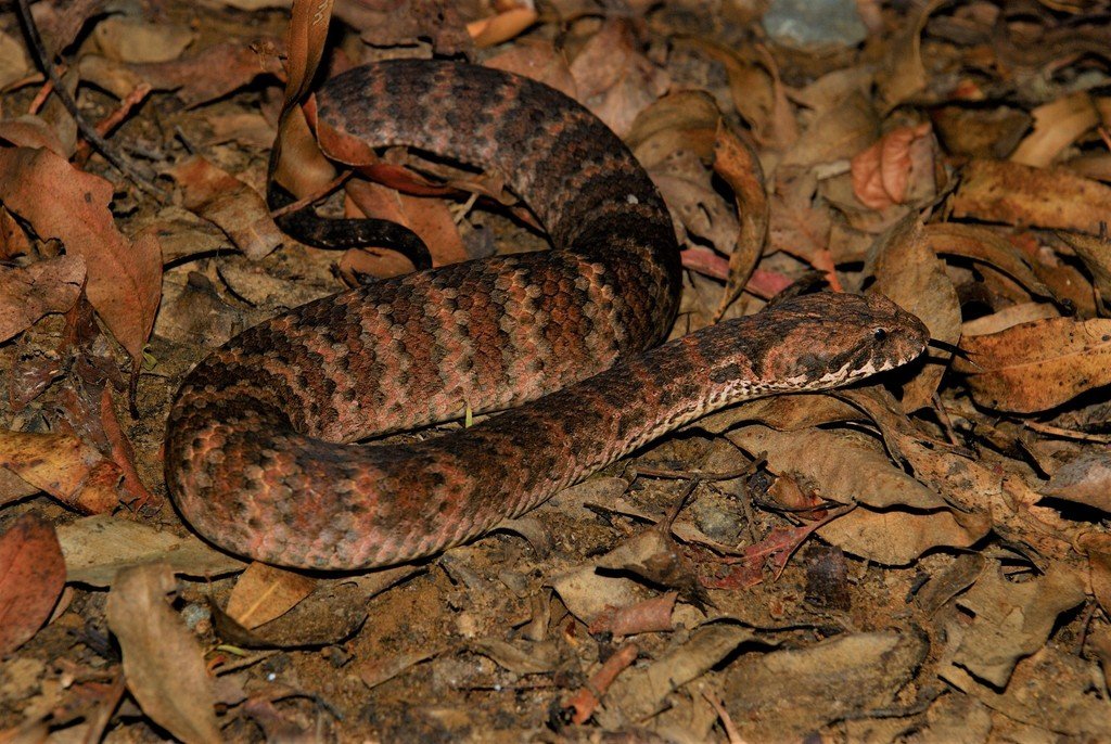 Snakes Alive! Increased Sightings of Death Adders in Nearby Bushland ...
