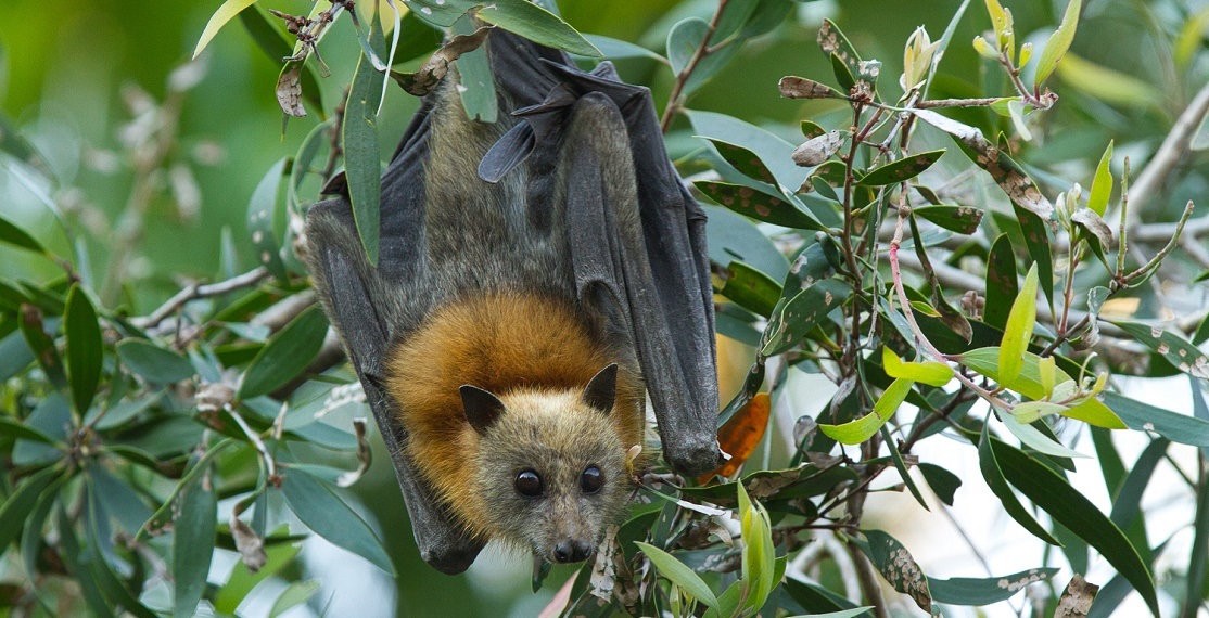 $1.37M Boost to Save Gordon's Flying Foxes - Ku-ring-gai Living